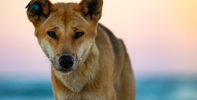 Photographer's guide: Fraser island (K’gari) - Australian Photography