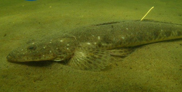 Dusky flathead survey - Fishing World