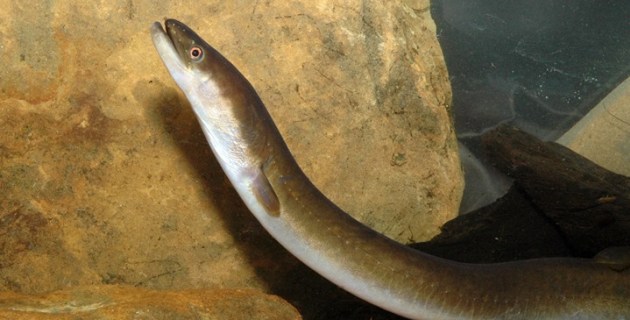 Tracking eel migration using satellites - Fishing World