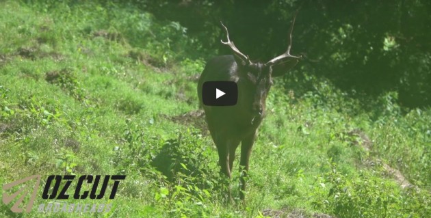 Calling A Young Fallow Buck - With A Doe Call - Sporting Shooter