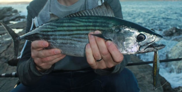 Light tackle spinning from the stones - Fishing World