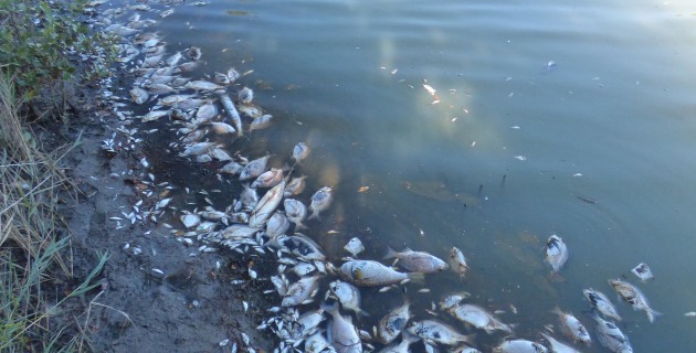 Beachmere fish kill report released - Fishing World