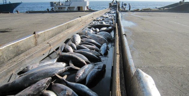 Fresh approach to freezing tuna - Climate Control News