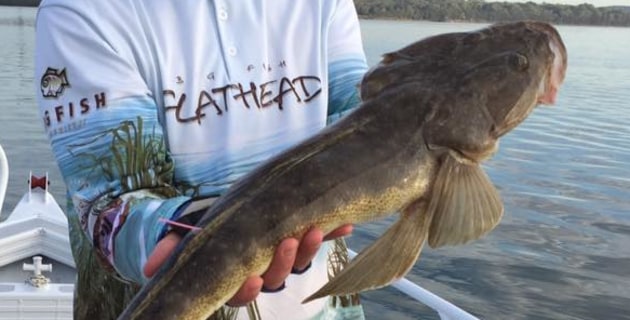 Lake Macquarie Trophy Flathead update - Fishing World