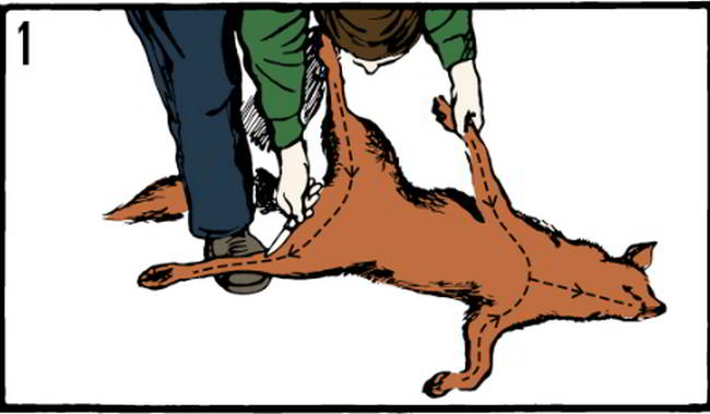 Skinning a fox - Sporting Shooter