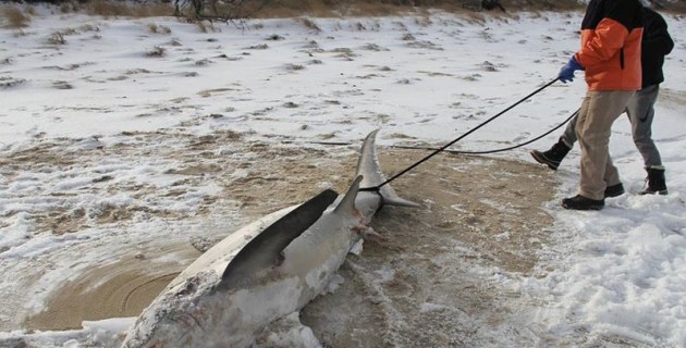 Frozen sharks washed up in US - Fishing World