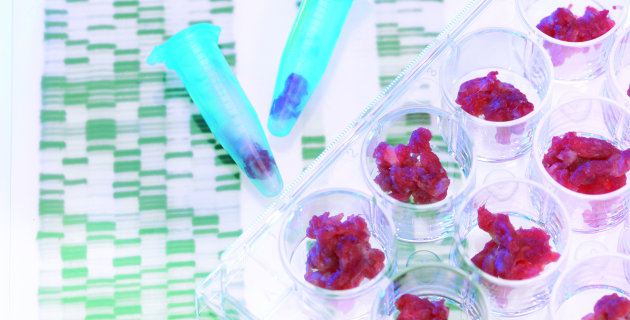 Soy protein scaffold could build cell-based meat - Food & Drink Business