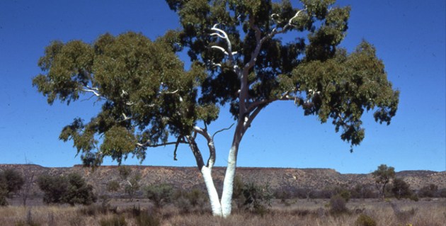 NEWS POLL: What's your favourite tree? - Australian Wood Review