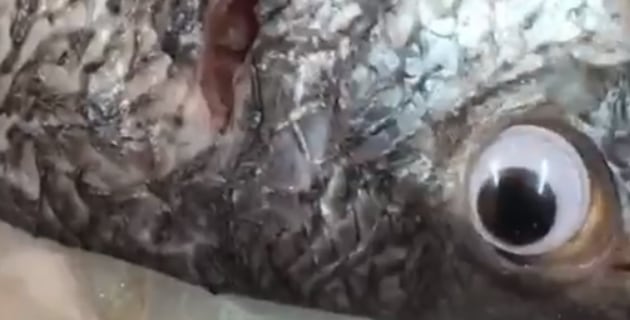 Fishmonger caught using 'googly eyes' to make fish look fresher ...