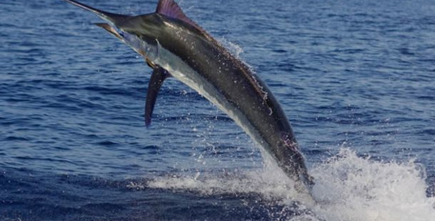 The Great Marlin Race for billfish conservation - Fishing World