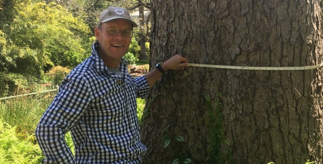 Grow your own red cedar - Australian Wood Review