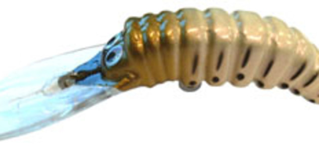 Bandit gets grubby - Fishing World