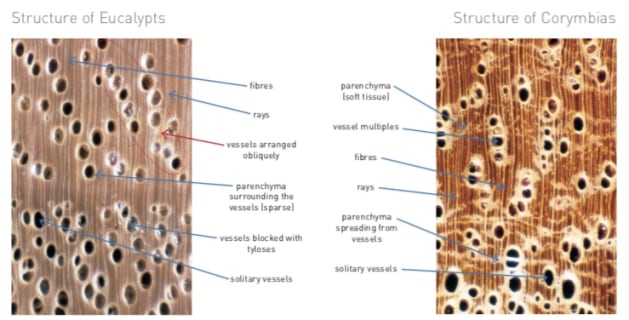 Identifying Eucalypts - Australian Wood Review