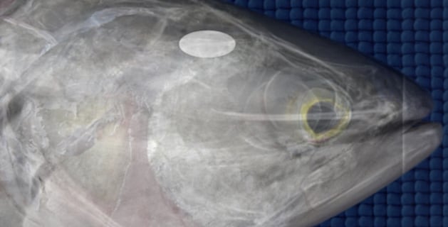 FISH FACTS: Iki jime tools - Fishing World