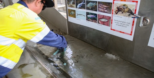 Fishway helps move more than 9000 fish into Hinze Dam - Fishing World