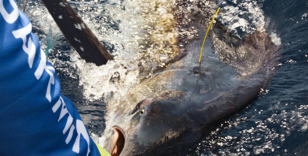 NSW DPI Fisheries: How to tag game fish - Fishing World