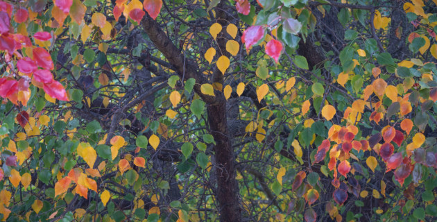 The little things: A guide to quiet landscape photography (part one ...