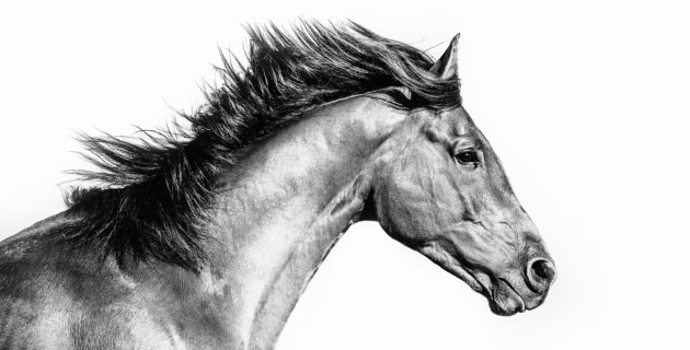 The art of equine - how to photograph horses (Part two) - Australian ...