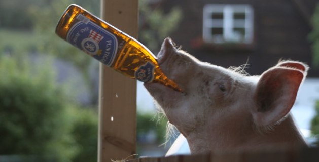 Wild Pigs Dig Up $35,000 Cocaine Stash Buried - Sporting Shooter