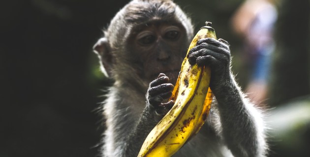 Spare parts company spruiks zoomorphism - Food & Drink Business