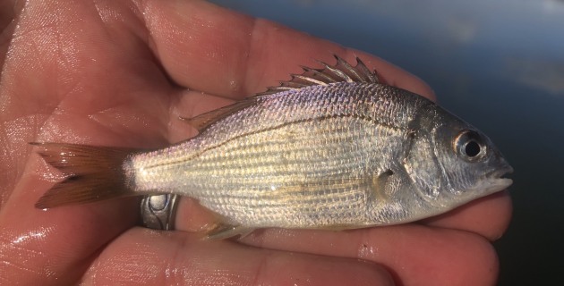 Good news for bream numbers in Gippsland Lakes - Fishing World