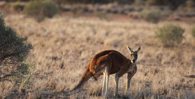 Snap Shots: Greens deny Queensland 'roo plague - Sporting Shooter