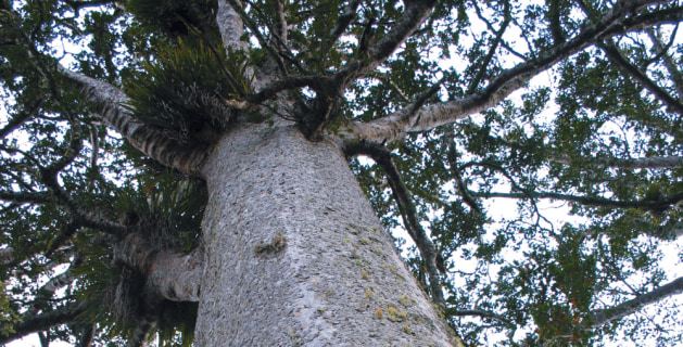 Once were giants: New Zealand kauri - Australian Wood Review
