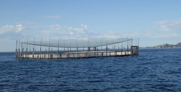 Comment: “Ravenous” kingfish – fact or fiction? - Fishing World