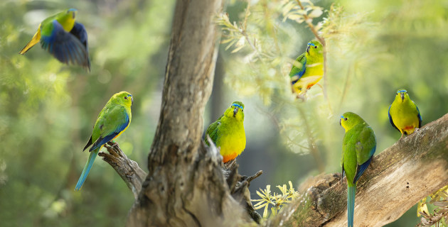 The annual BirdLife Australia Bird Week exhibition opens in Sydney ...