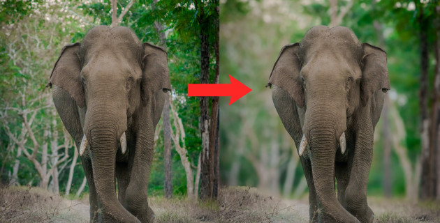 Lens Blur in Adobe Lightroom: A Step-By-Step Guide - Australian Photography