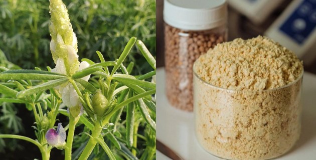 WOA to become world’s largest lupin protein producer - Food & Drink ...