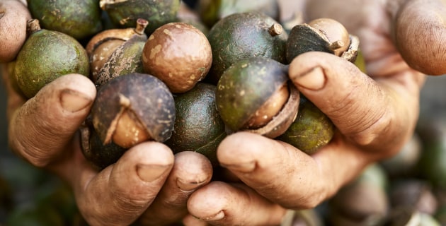 Macadamia growers go greener - Food & Drink Business
