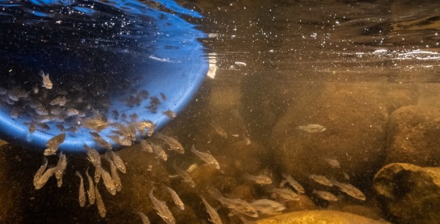 Record Macquarie perch stocking to accelerate species recovery ...