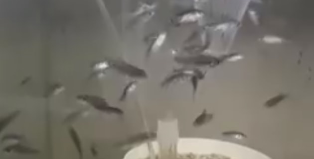 New Macca production trial - Fishing World