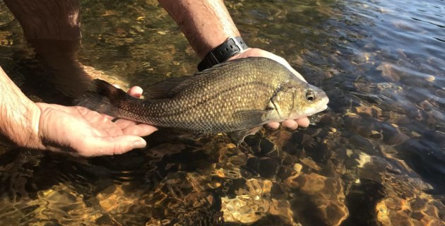 OzFish: Fish forensics indicate not all is lost in the Georges River ...
