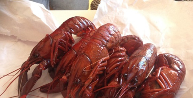 WA Marron season opens this weekend - Fishing World