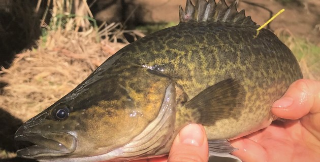 Science helping Murray cod and irrigators - Fishing World
