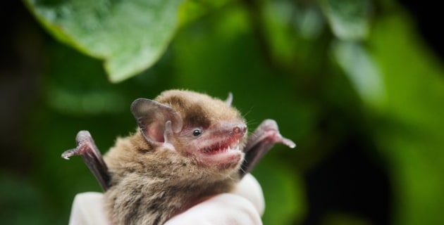 Small but mighty: Vineyard micro-bats - Food & Drink Business