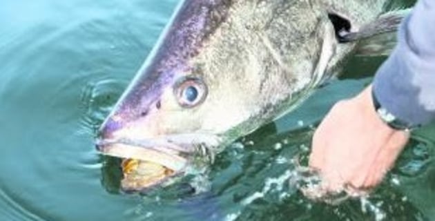 Anglers fill knowledge gaps in mulloway biology - Fishing World