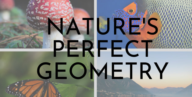June ‘Nature’s Perfect Geometry’ monthly photo comp: the results ...