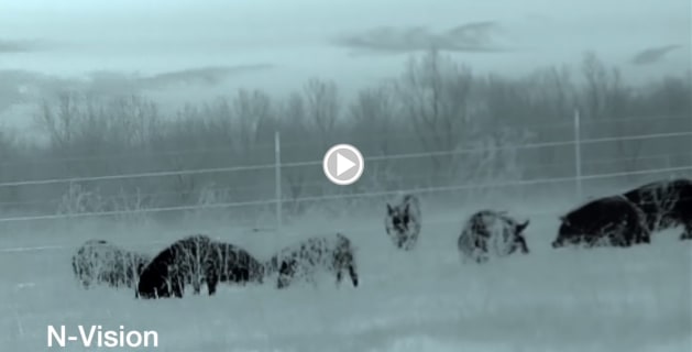 Hunter Eliminates Hundreds of Feral Pigs With Night Vision - Sporting ...