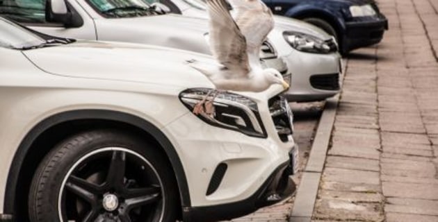 Driver denied no-fault cover after swerving to avoid bird ...