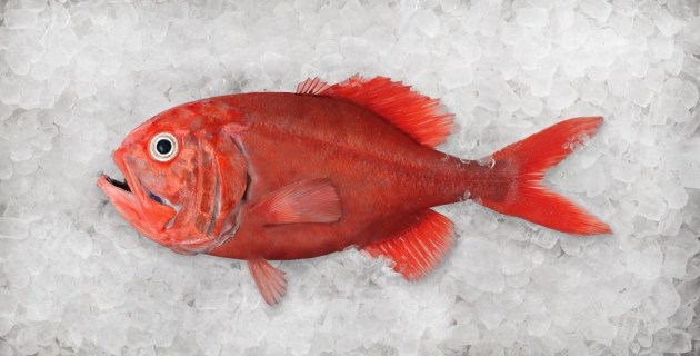 ENVIRONMENT: The latest on orange roughy - Fishing World