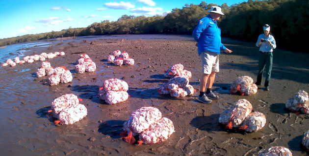 BESE bags for shellfish restoration - Food & Drink Business