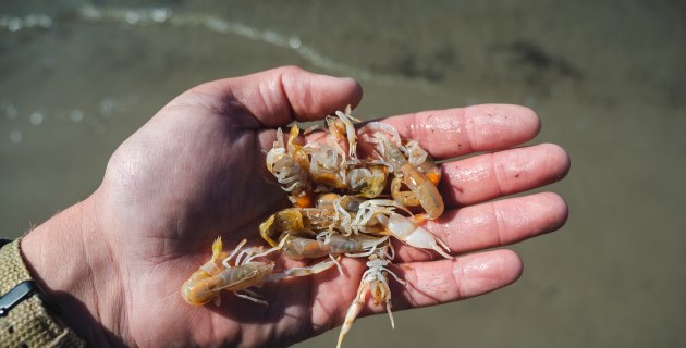 Estuary fishing basics - Fishing World