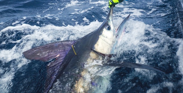 FISH FACTS: Striped marlin - Fishing World