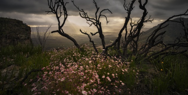 Behind the Lens: Pretty in Pink - Australian Photography