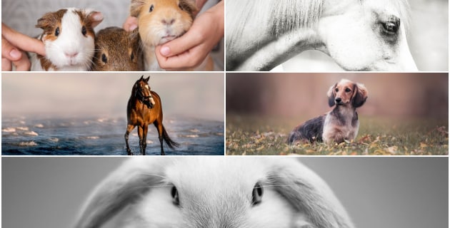 Who won our November 'Pets' photo comp? - Australian Photography