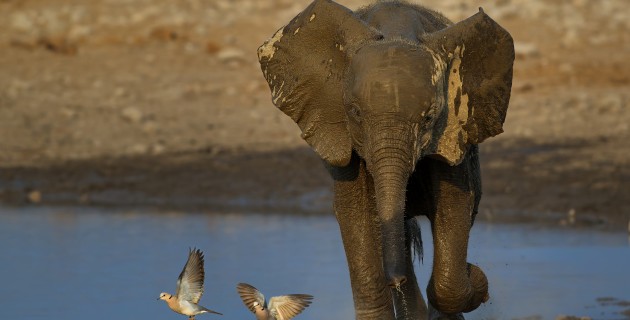 APS Behind the Lens: Patience, little one - Australian Photography