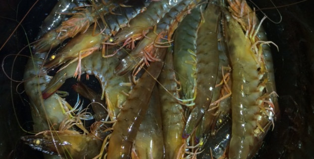 A good year for prawns - Eastern King Prawn stocking program - Fishing ...